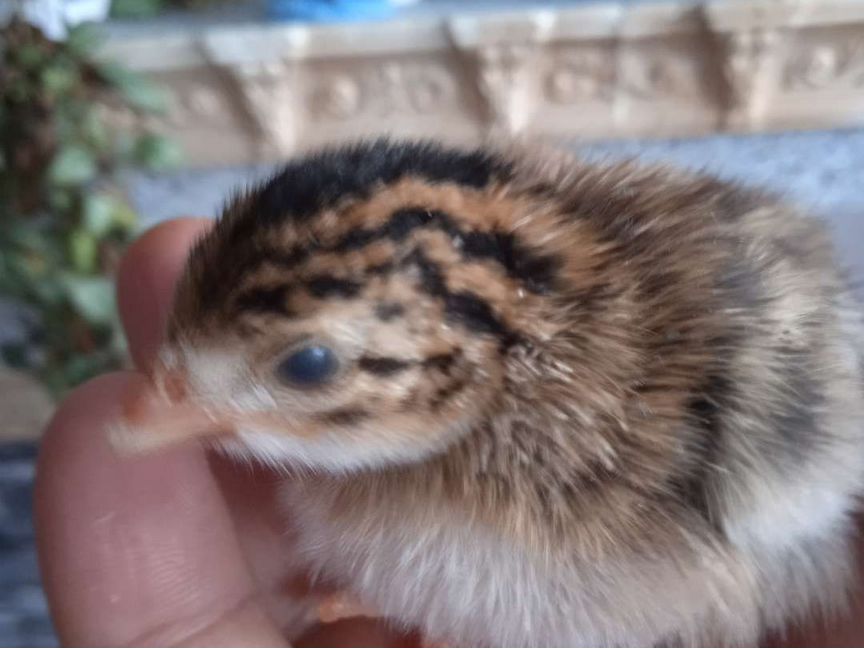 Цесарята