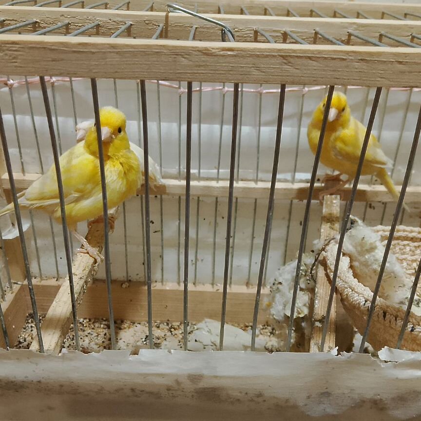 Кенара и канарейки лимонные
