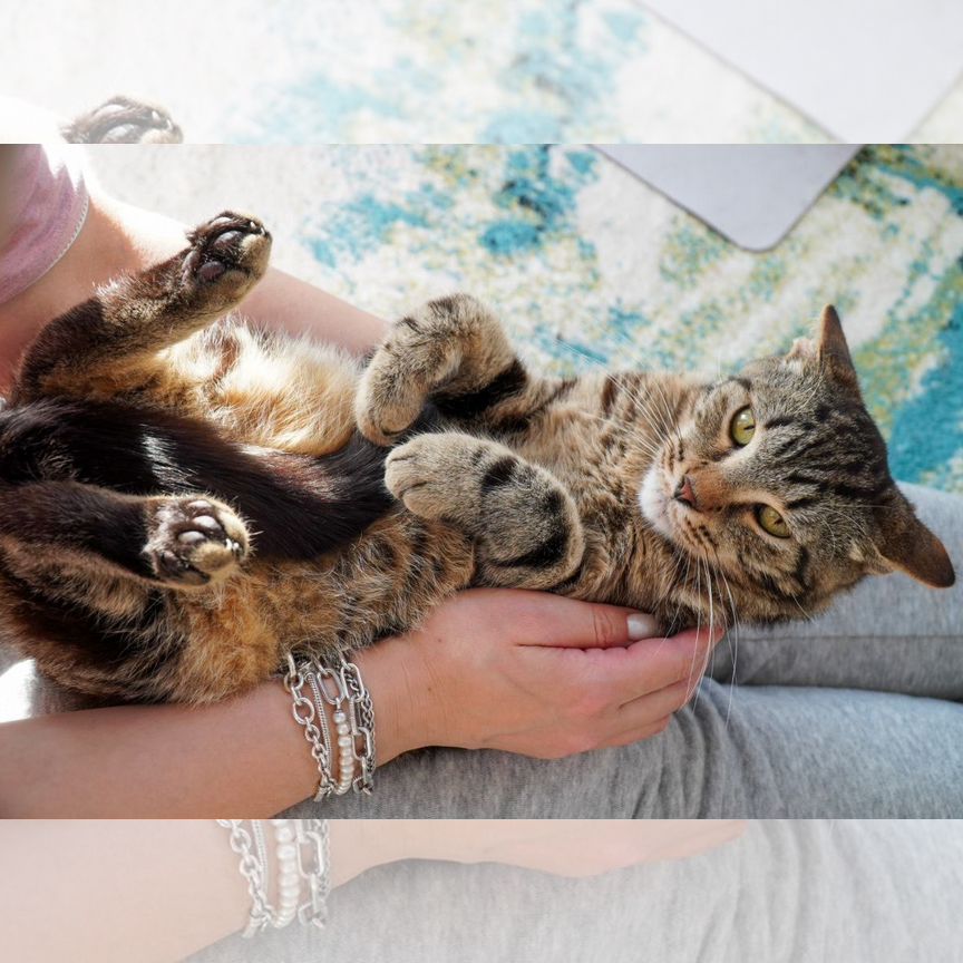 Взрослый кот в добрые руки