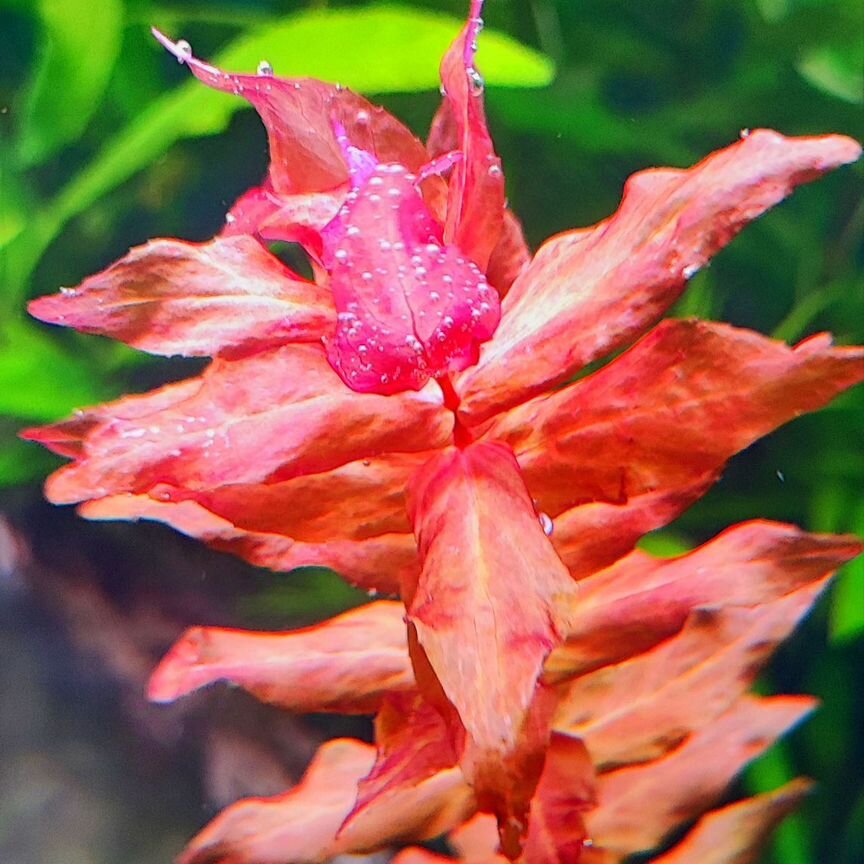 Аквариумные растения