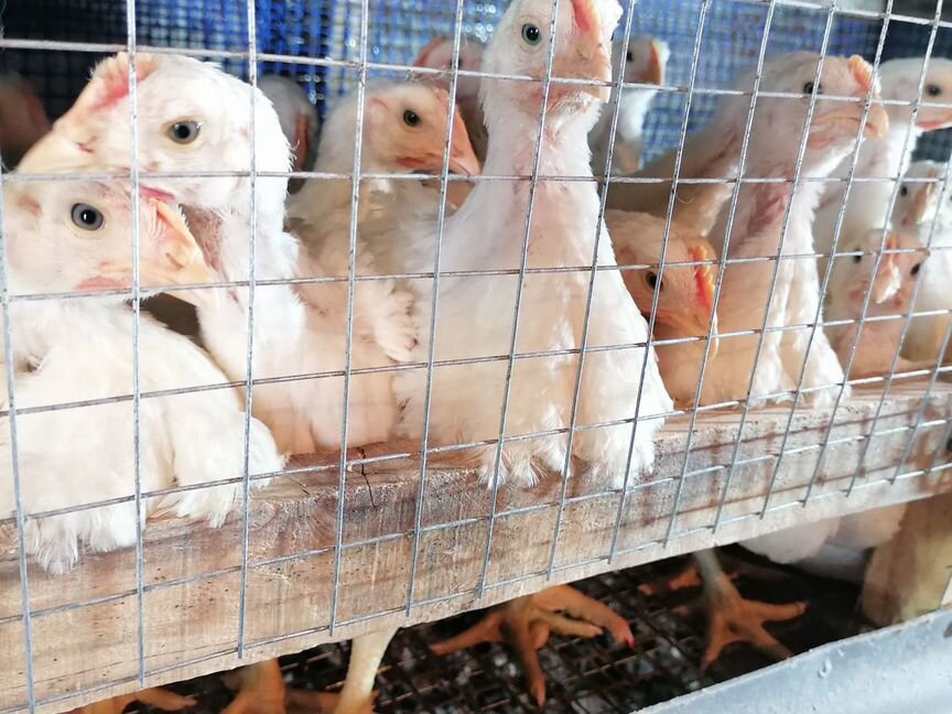 Цыплята бройлеры