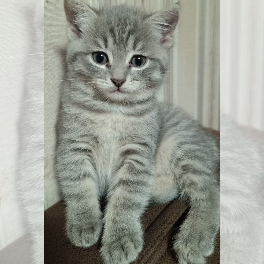 Котенок серый девочка
