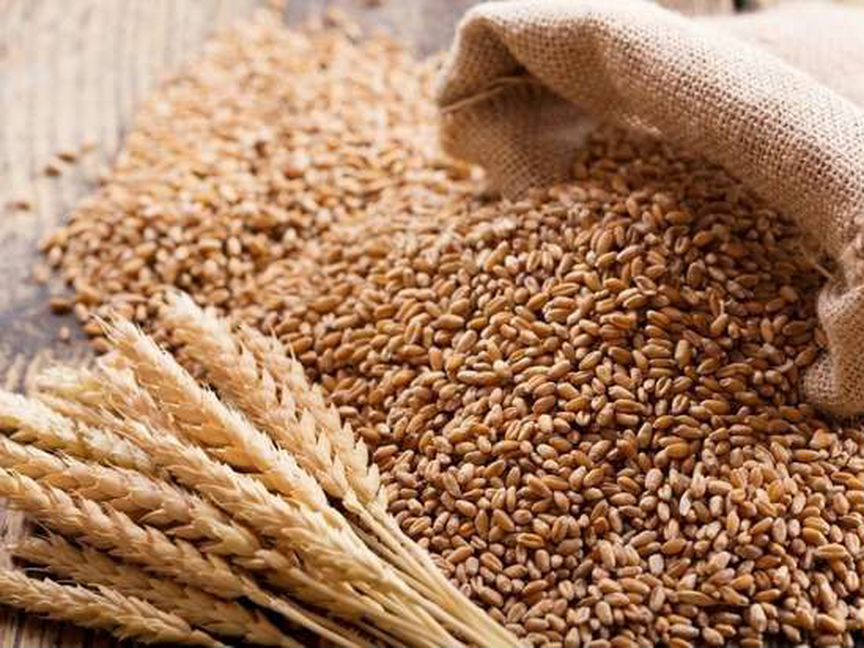 Реализуем пшеницу,овес,зерноотходы