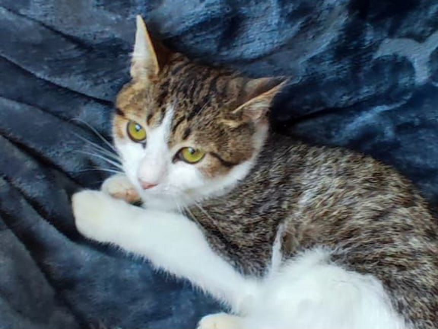 Котёнок ищет любимых хозяев