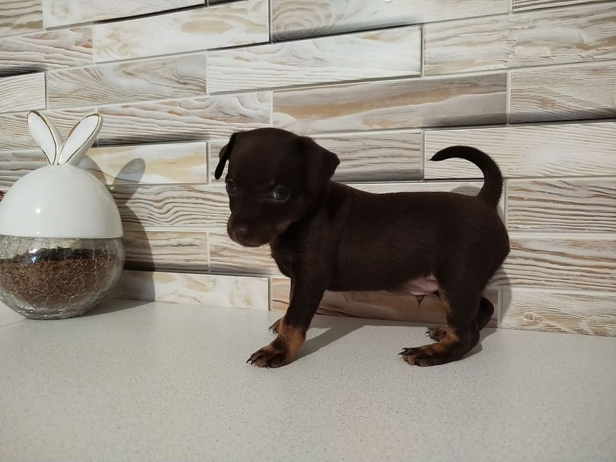 Мини той-терьер щенки