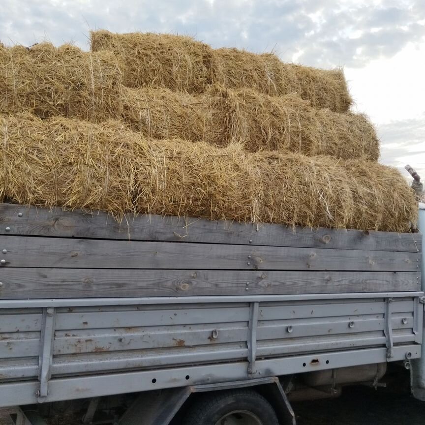 Солома ячменная в тюках