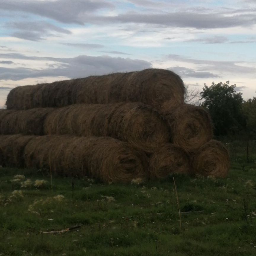 Продам сено в рулонах