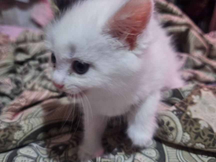 Котенок в добрые и ответственные руки