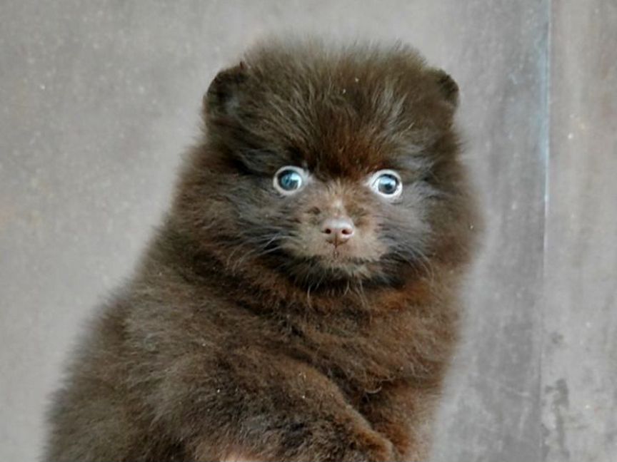 Померанский шпиц медвежьего типа