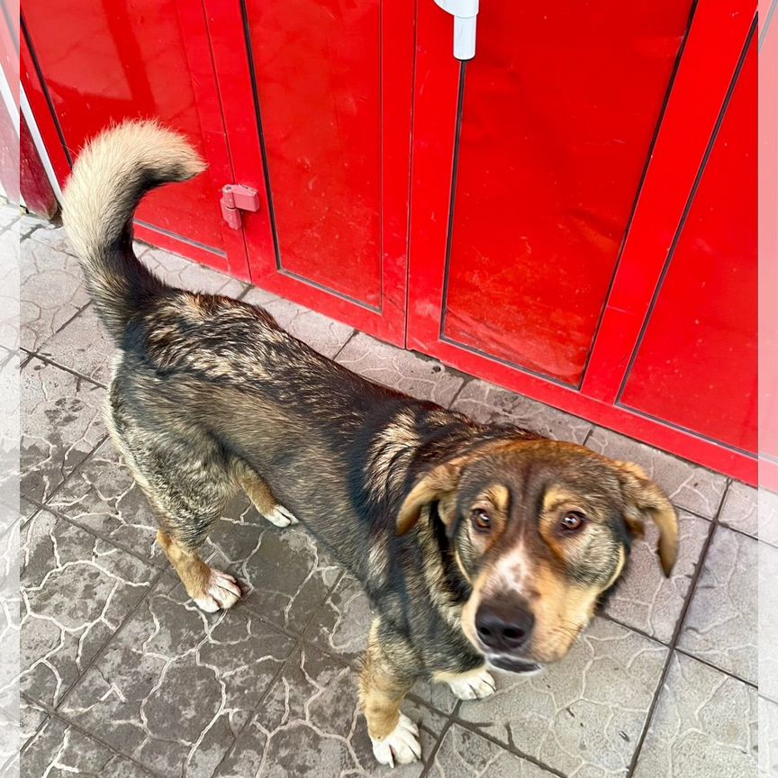 Щенок в добрые руки