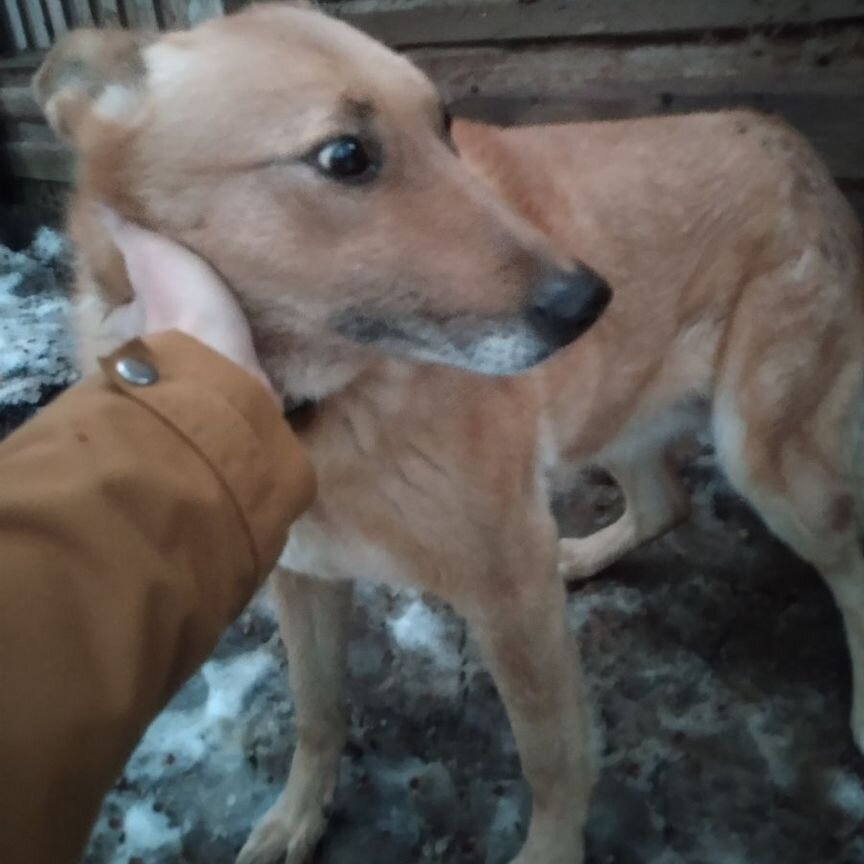 Взрослая собака в добрые руки