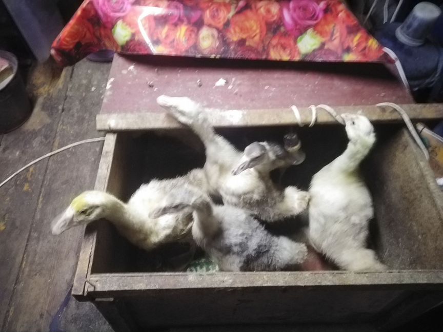 Продаются гусята