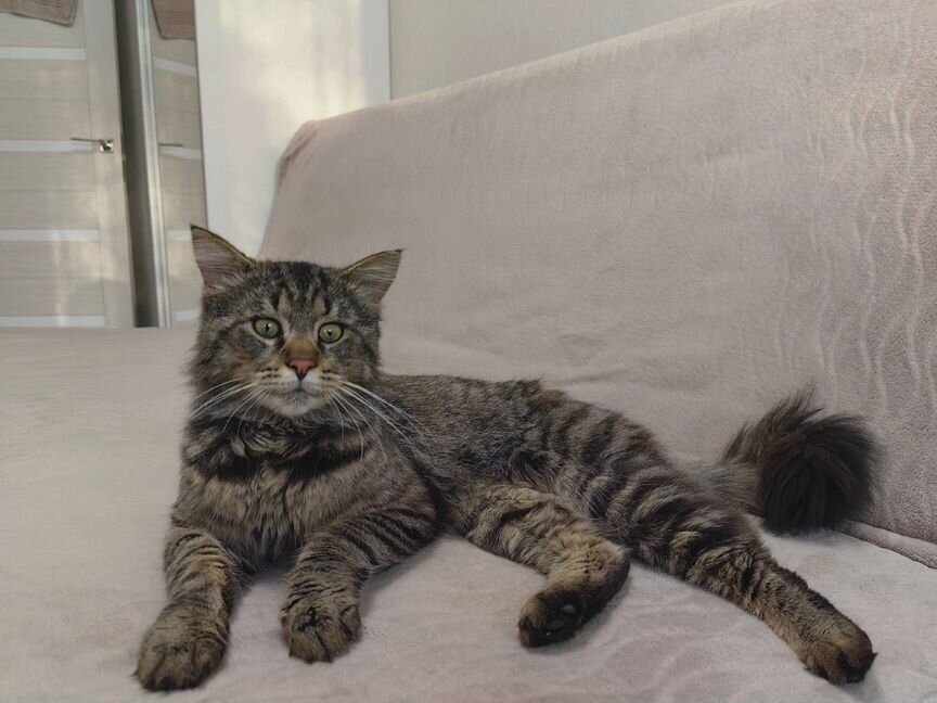 Кота выкинули. Нужен дом или передержка