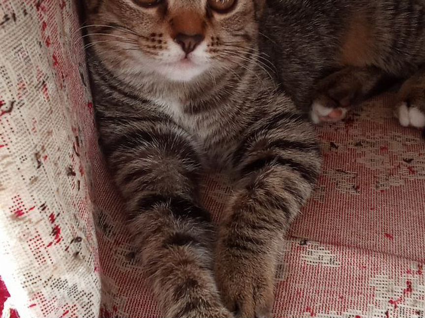 Кошки в добрые руки бесплатно