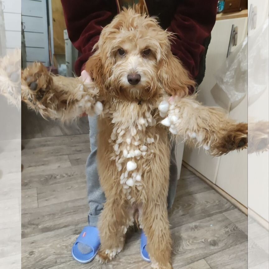 Кавапу, щенок