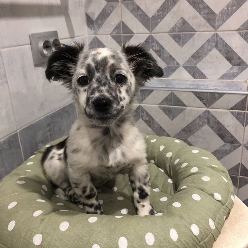 Веснушка щенок из приюта 3 месяца