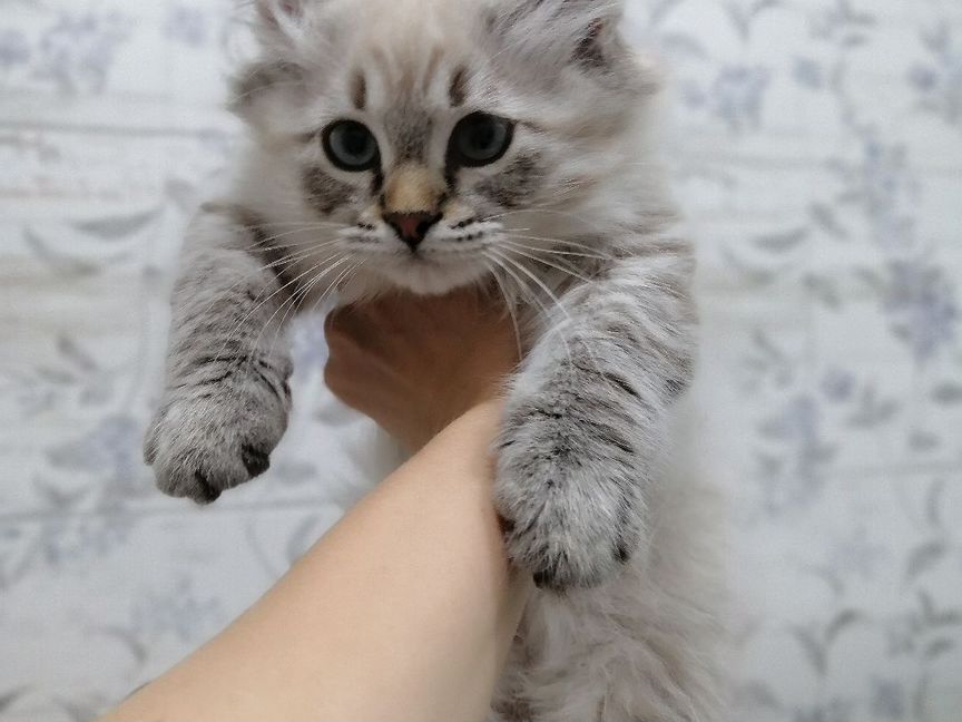 Сибирские котята девочки