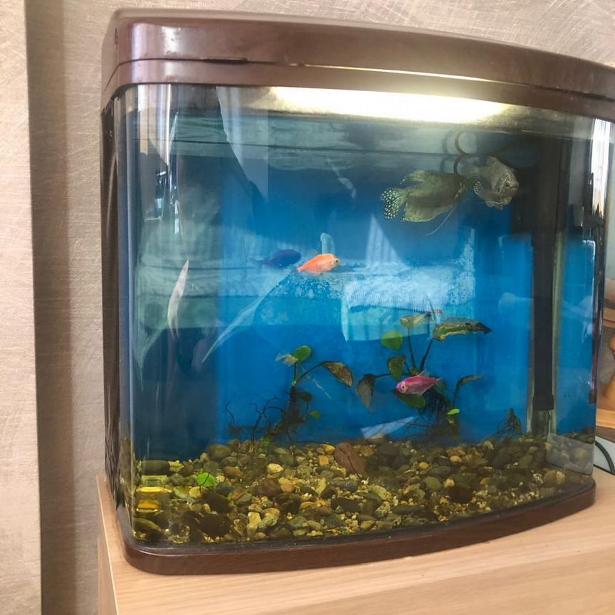Аквариум с рыбками