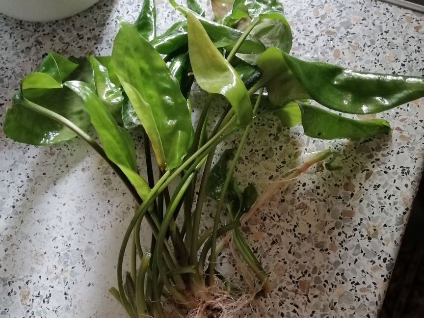 Растения для аквариума прополка