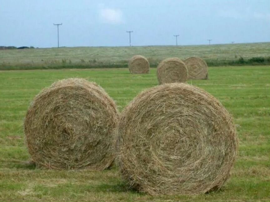 Продам сено в рулонах