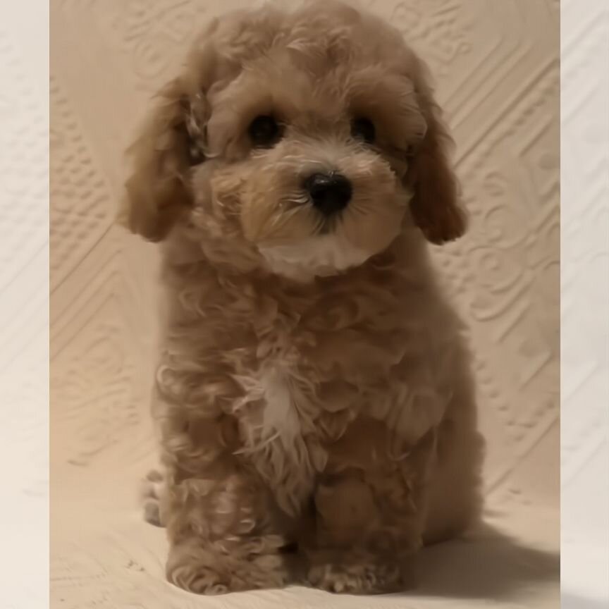 Той-пудель, щенок