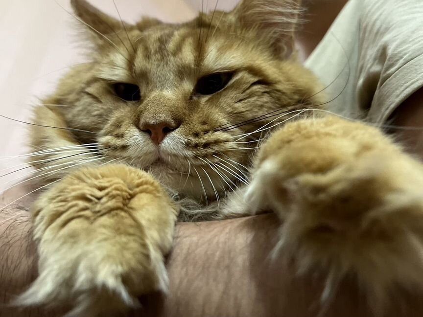 Кот мейн-кун вязка