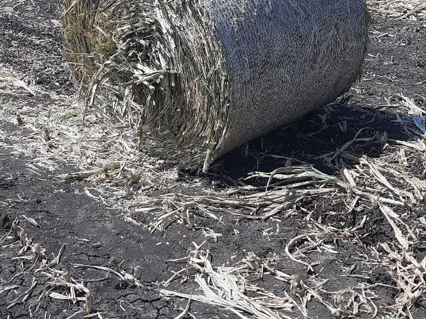 Сено кукурузное