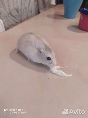 Джунгарские хомячки