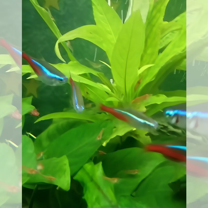 Рыбки гуппи и неоны