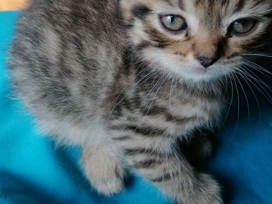 Шотландские прямоухие котята