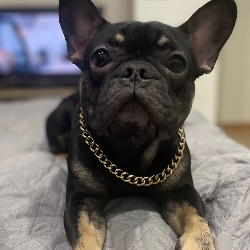 Французский бульдог