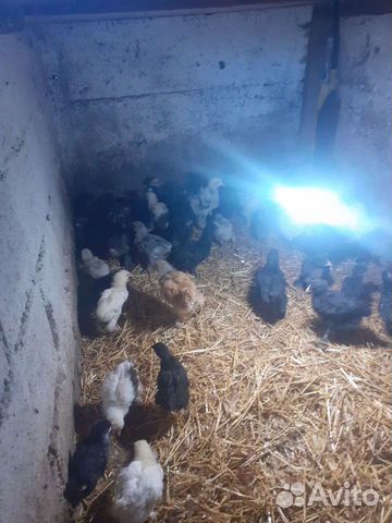 Цыплята месячные