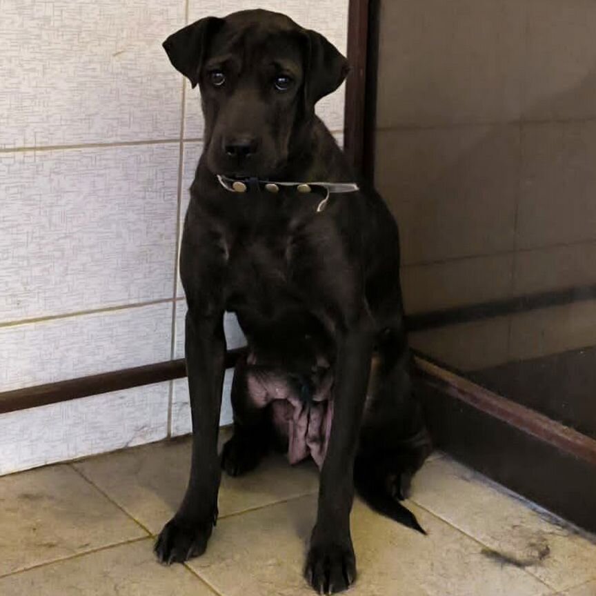 Взрослая собака в добрые руки