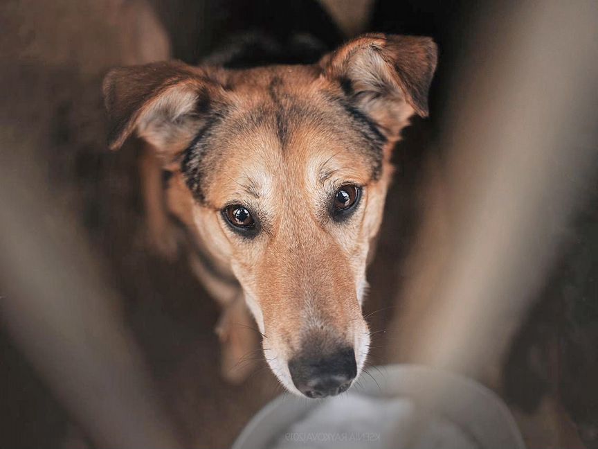 Добрый пес Патрик ищет дом