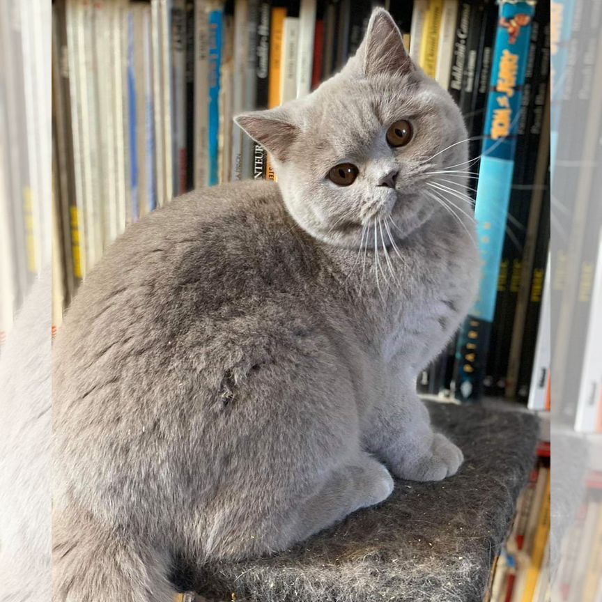 Шикарная лиловая куколка