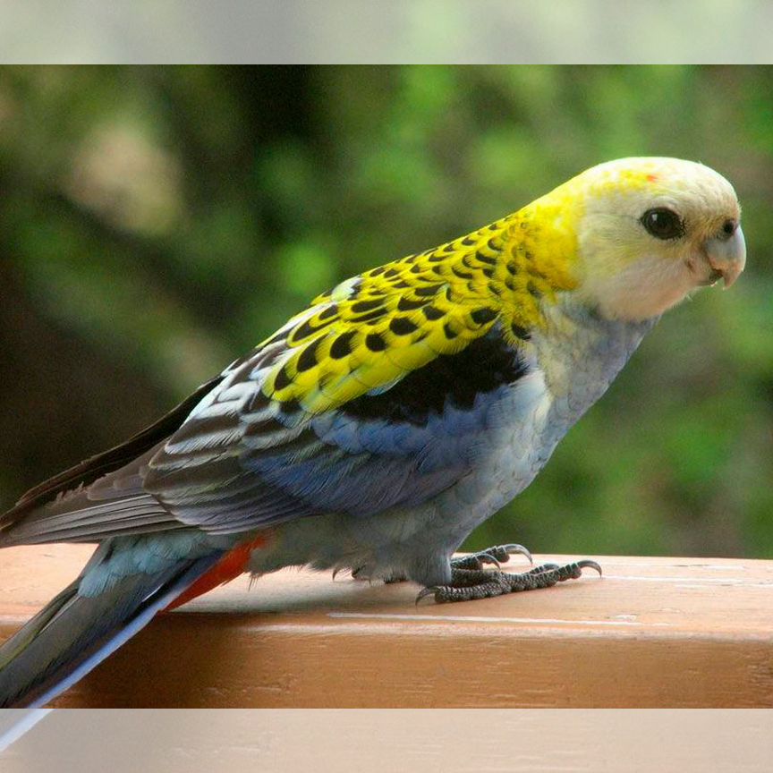 Попугай какарик розелла