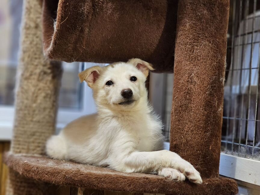 Щенок Витуся 3 мес. В семью. Доставка