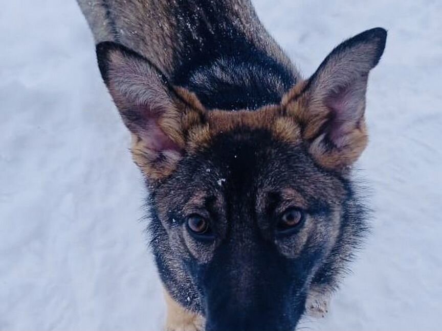 Щенок Альма в добрые руки