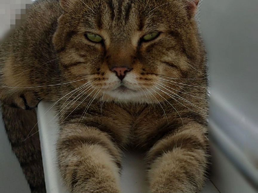 Кот огромный