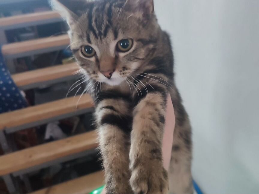 Котёнок