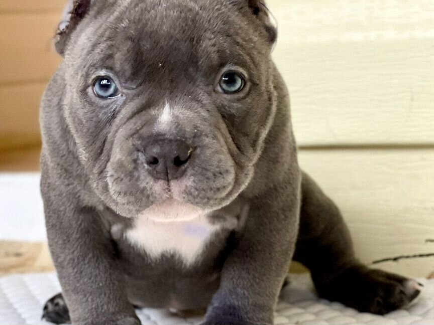 Американский булли покет щенки