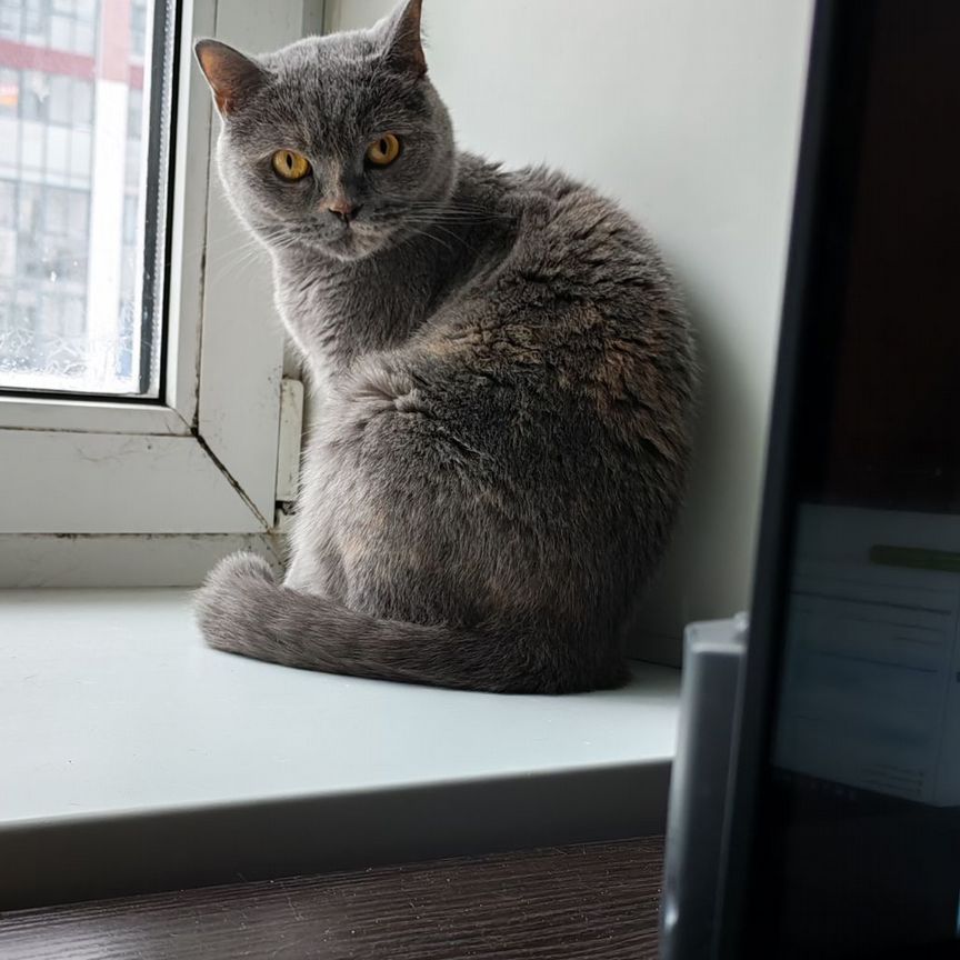 Британская короткошёрстная, взрослая кошка