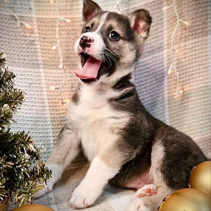 Щенок мальчик бесплатно