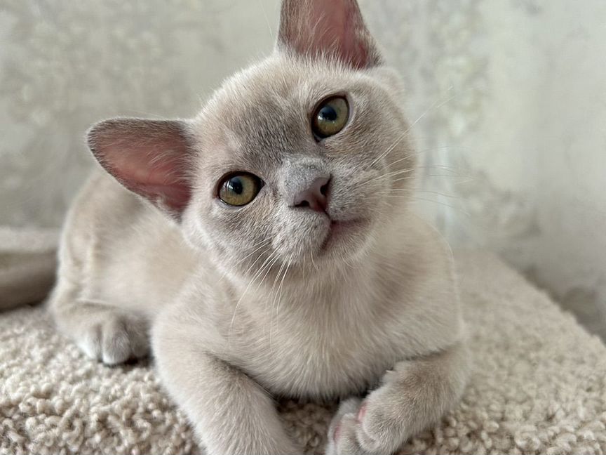 Бурманские котята