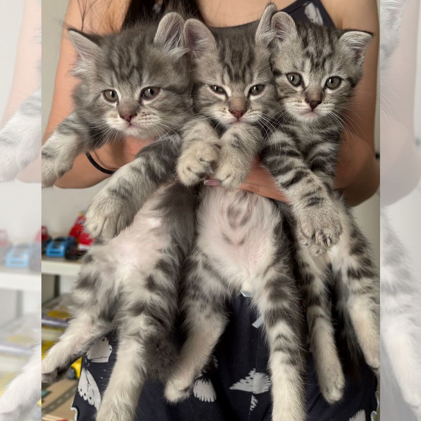 Шотландские котята