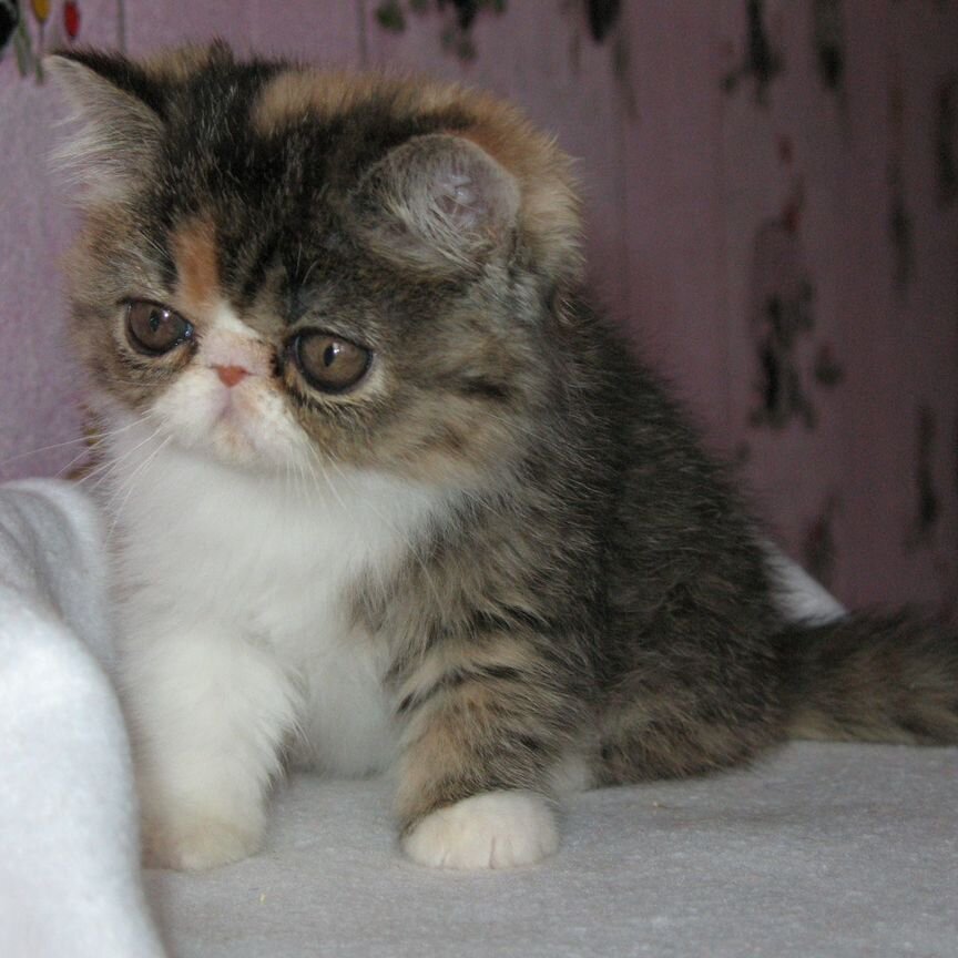 Кошечка