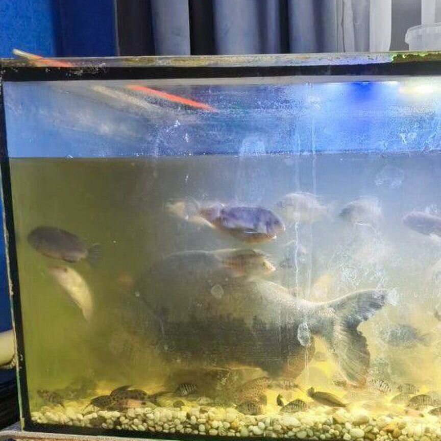 Черный паку 50см