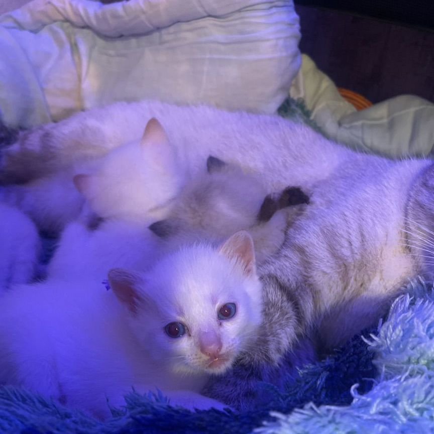 Маскарадные котята