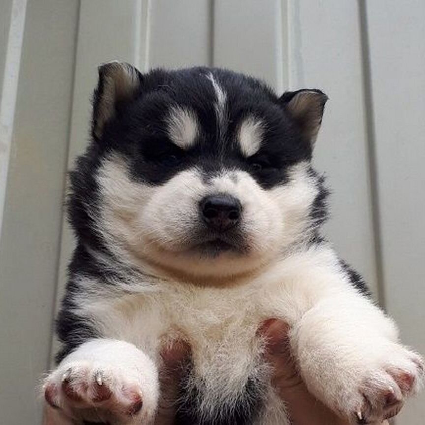 Шикарные малыши хаски