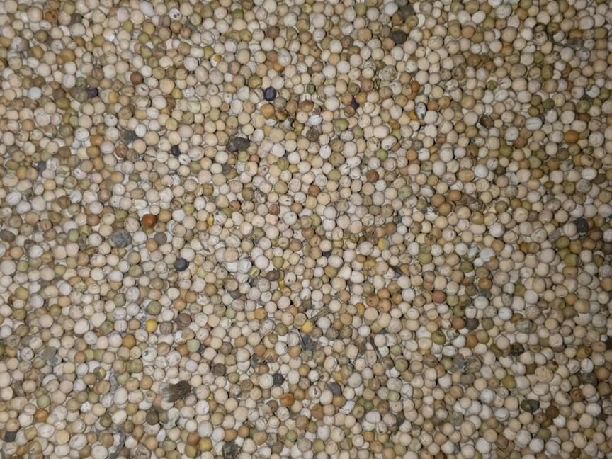 Горох фуражный